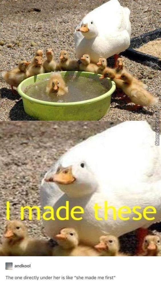The 25 Funniest Duck Memes, Ranked