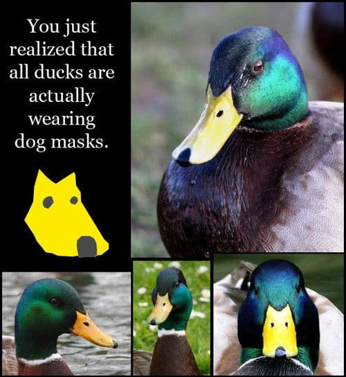The 25 Funniest Duck Memes, Ranked