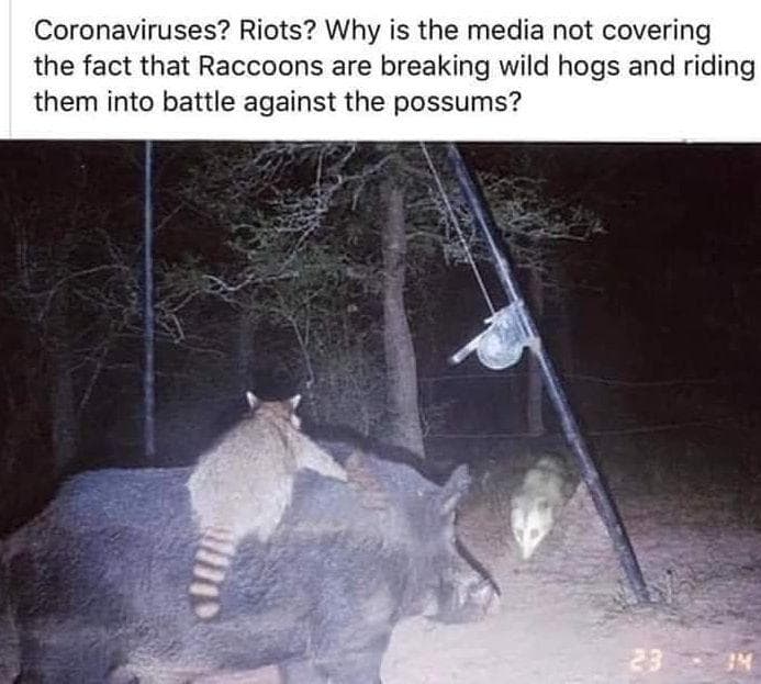 The 25+ Funniest Raccoon Memes, Ranked