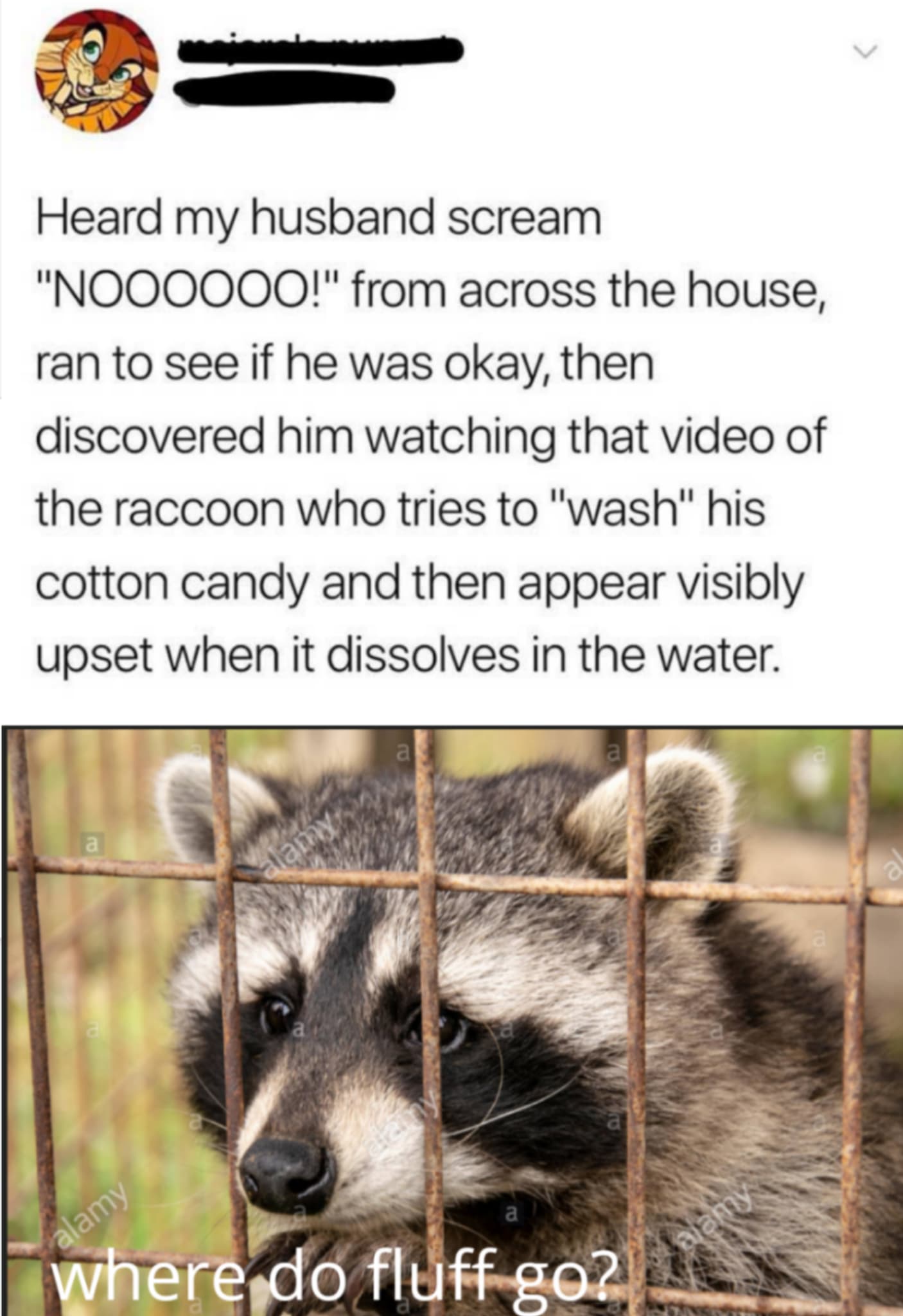 The 25+ Funniest Raccoon Memes, Ranked