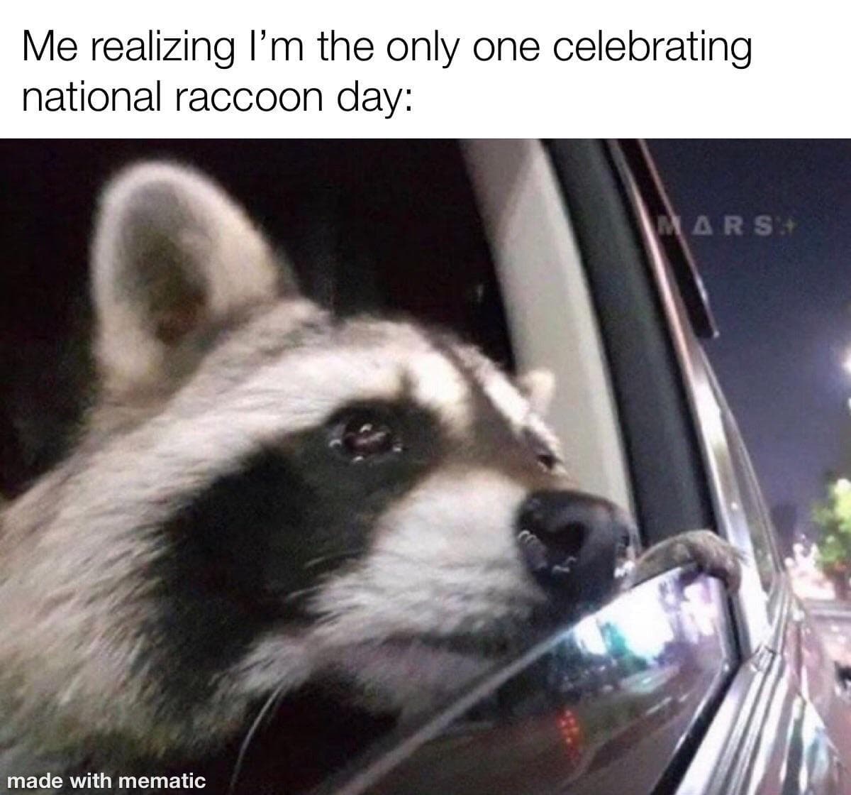 The 25+ Funniest Raccoon Memes, Ranked