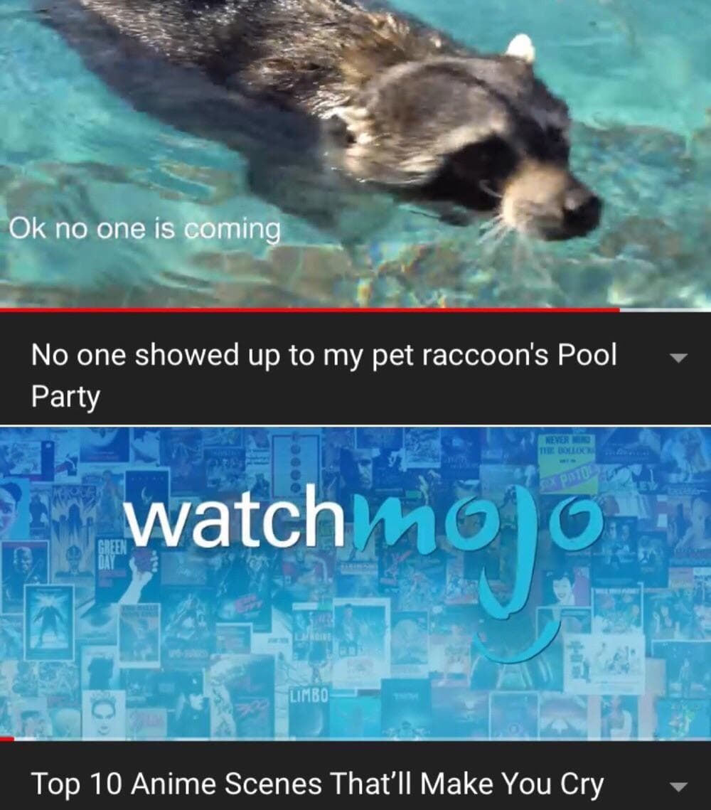 The 25+ Funniest Raccoon Memes, Ranked