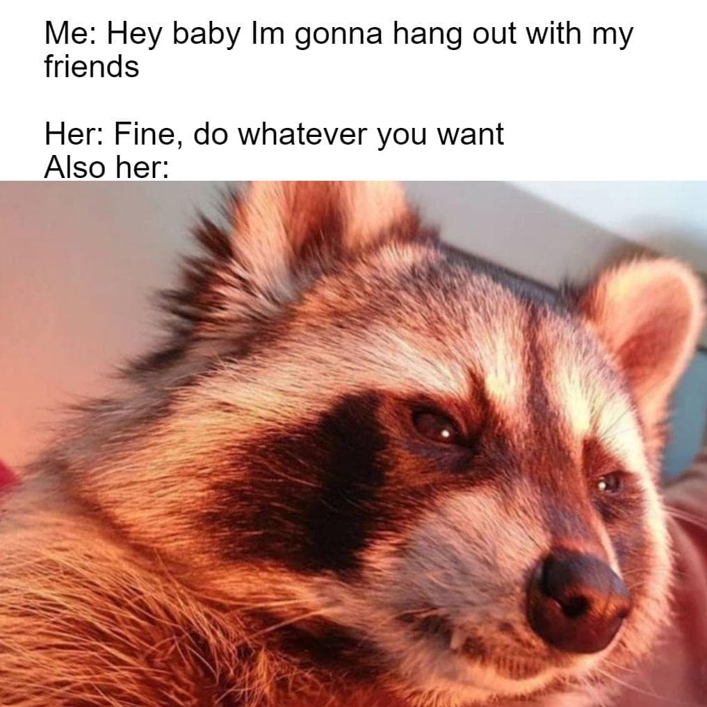 The 25+ Funniest Raccoon Memes, Ranked