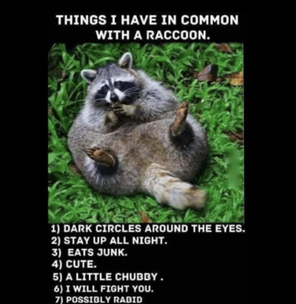 The 25+ Funniest Raccoon Memes, Ranked