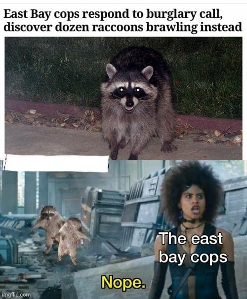 The 25+ Funniest Raccoon Memes, Ranked