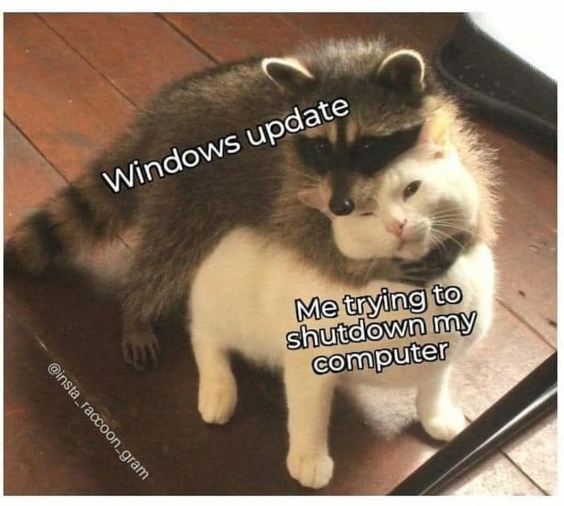 The 25+ Funniest Raccoon Memes, Ranked