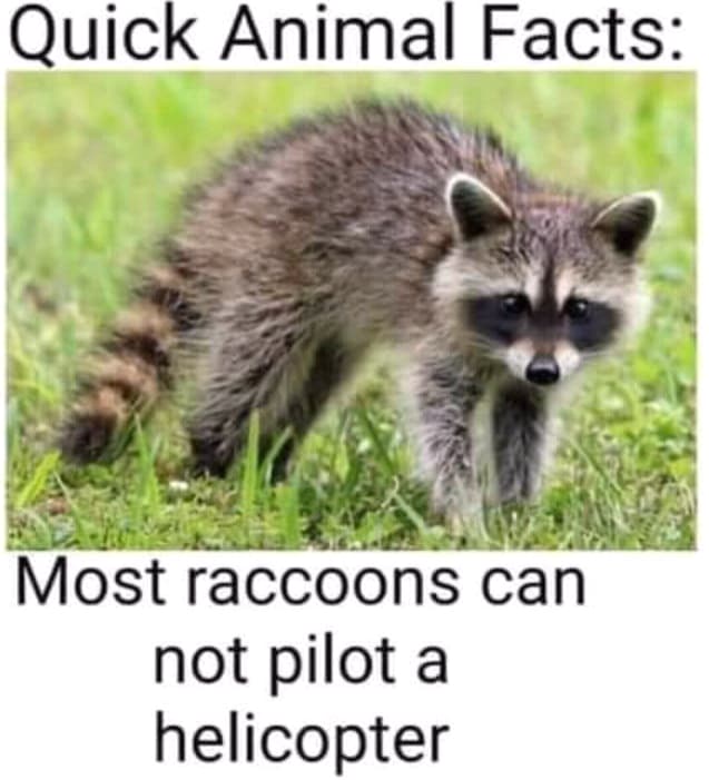 The 25+ Funniest Raccoon Memes, Ranked