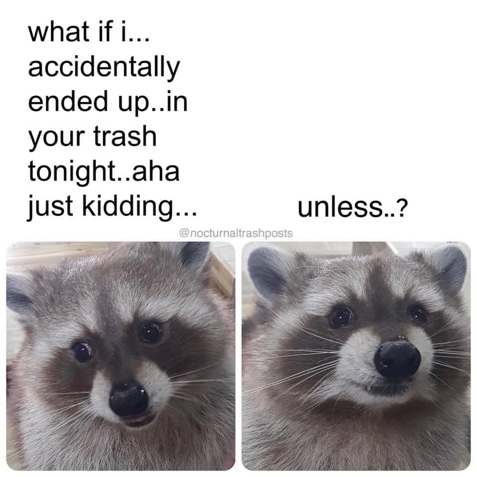 The 25+ Funniest Raccoon Memes, Ranked