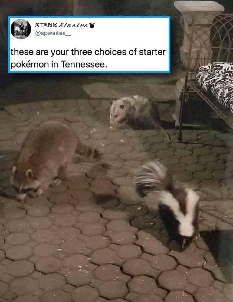 The 25+ Funniest Raccoon Memes, Ranked