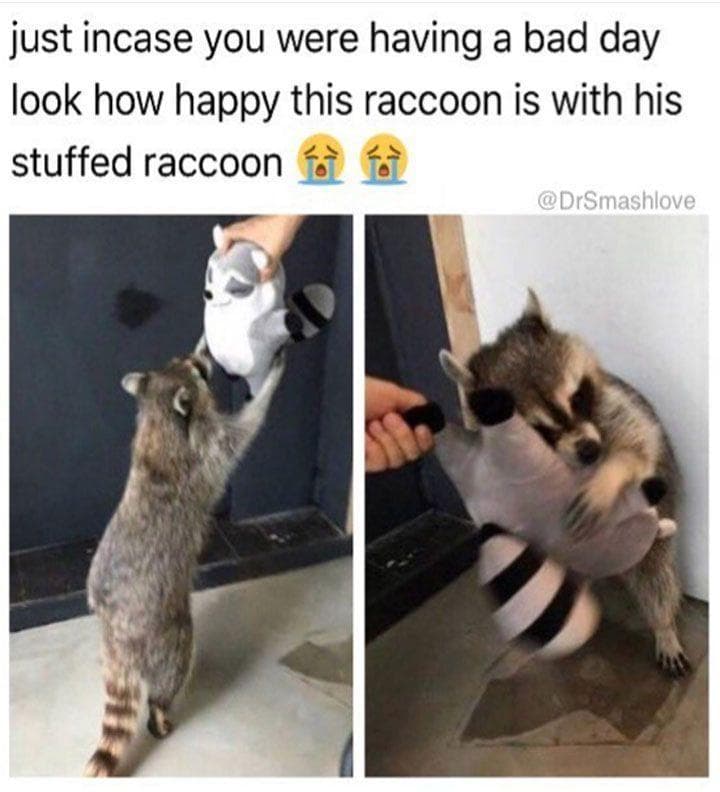 The 25+ Funniest Raccoon Memes, Ranked