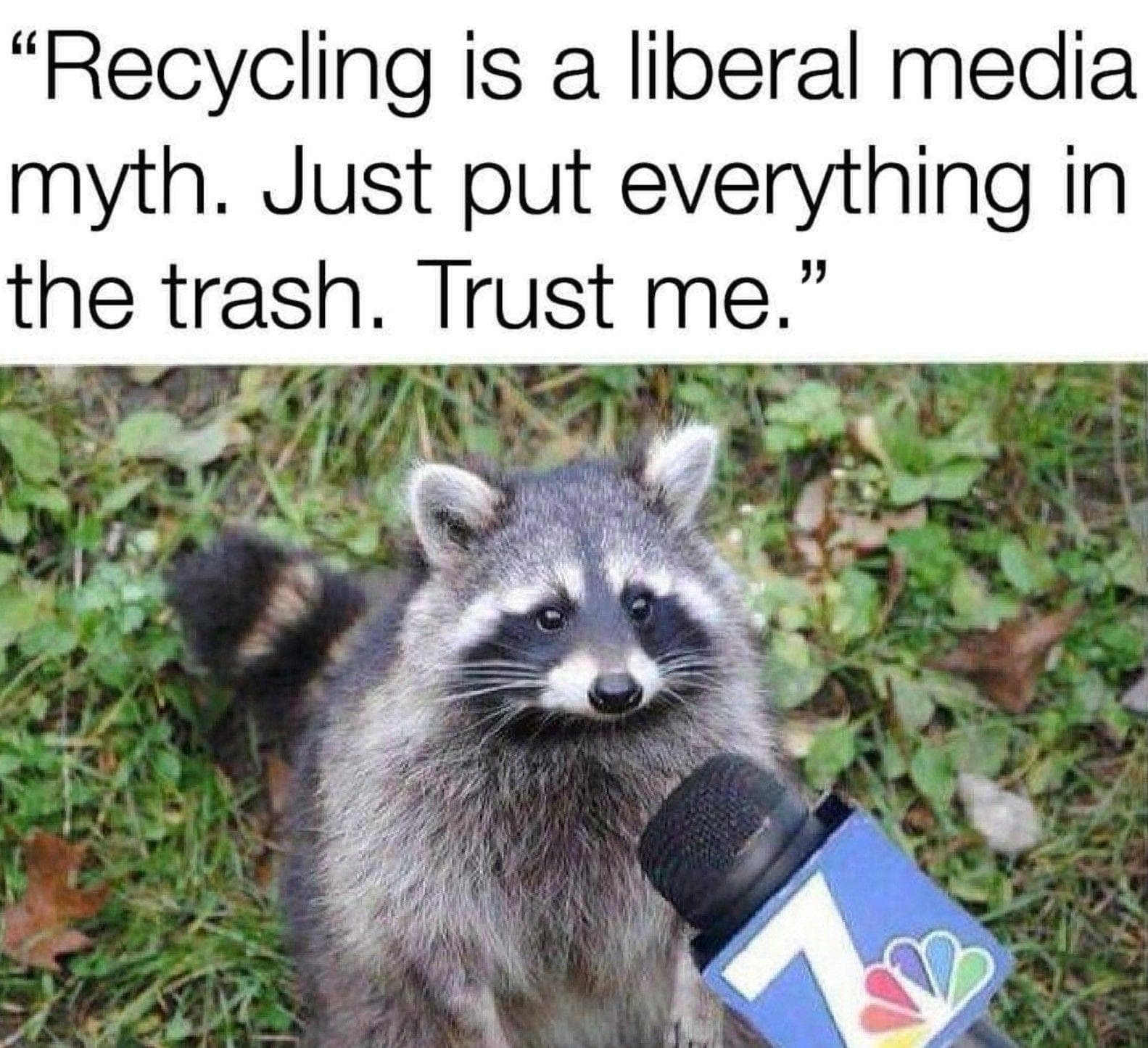 The 25+ Funniest Raccoon Memes, Ranked