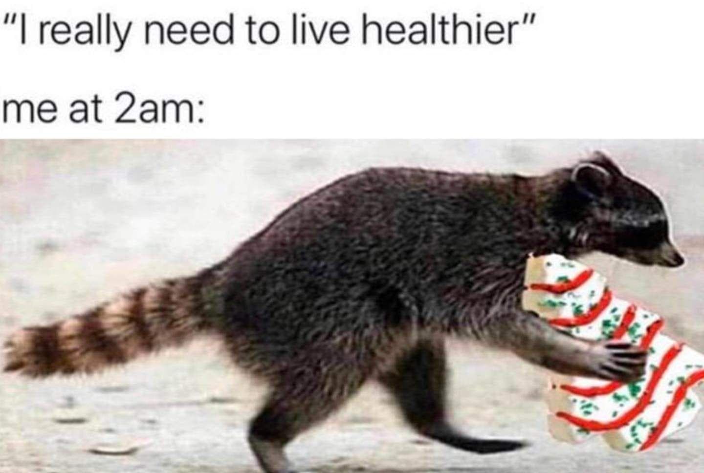 The 25+ Funniest Raccoon Memes, Ranked