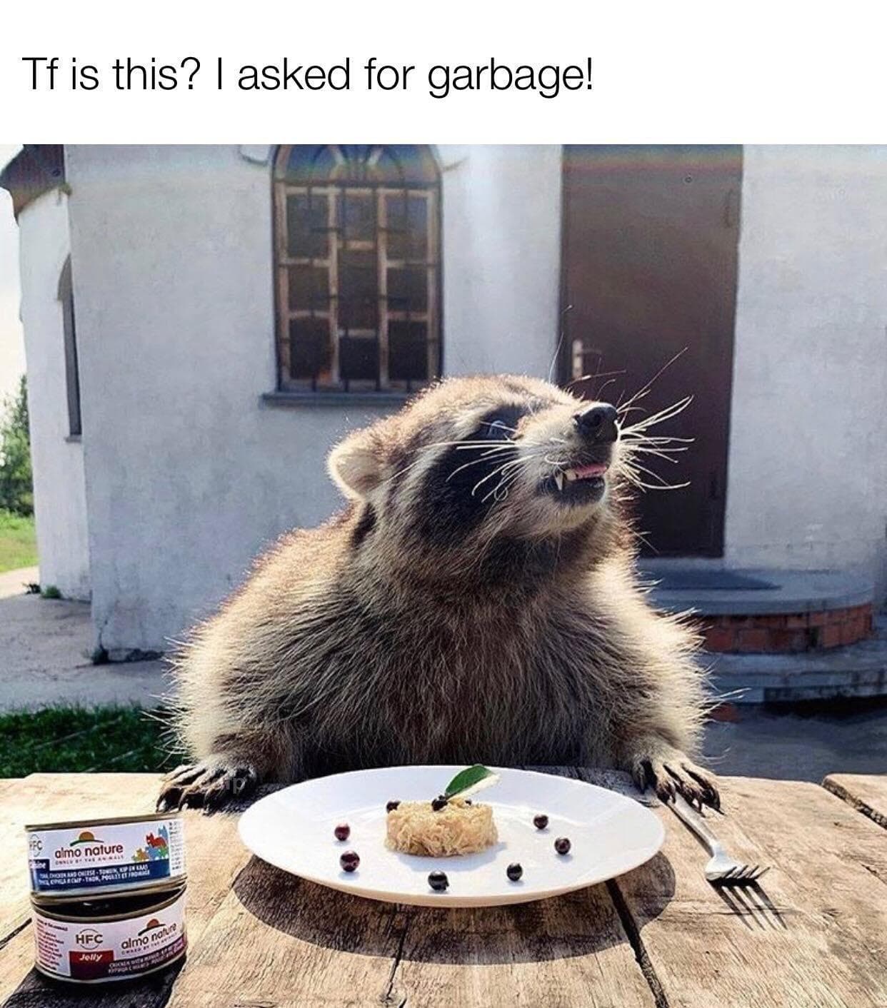The 25+ Funniest Raccoon Memes, Ranked