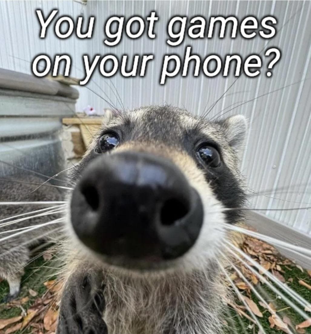 The 25+ Funniest Raccoon Memes, Ranked