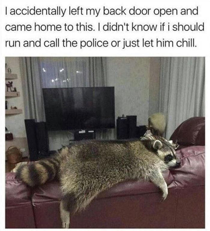 The 25+ Funniest Raccoon Memes, Ranked