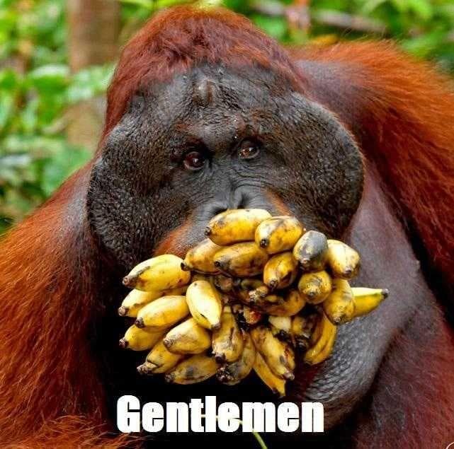 The 18 Funniest Orangutan Memes That Deserve An Ape-Plus