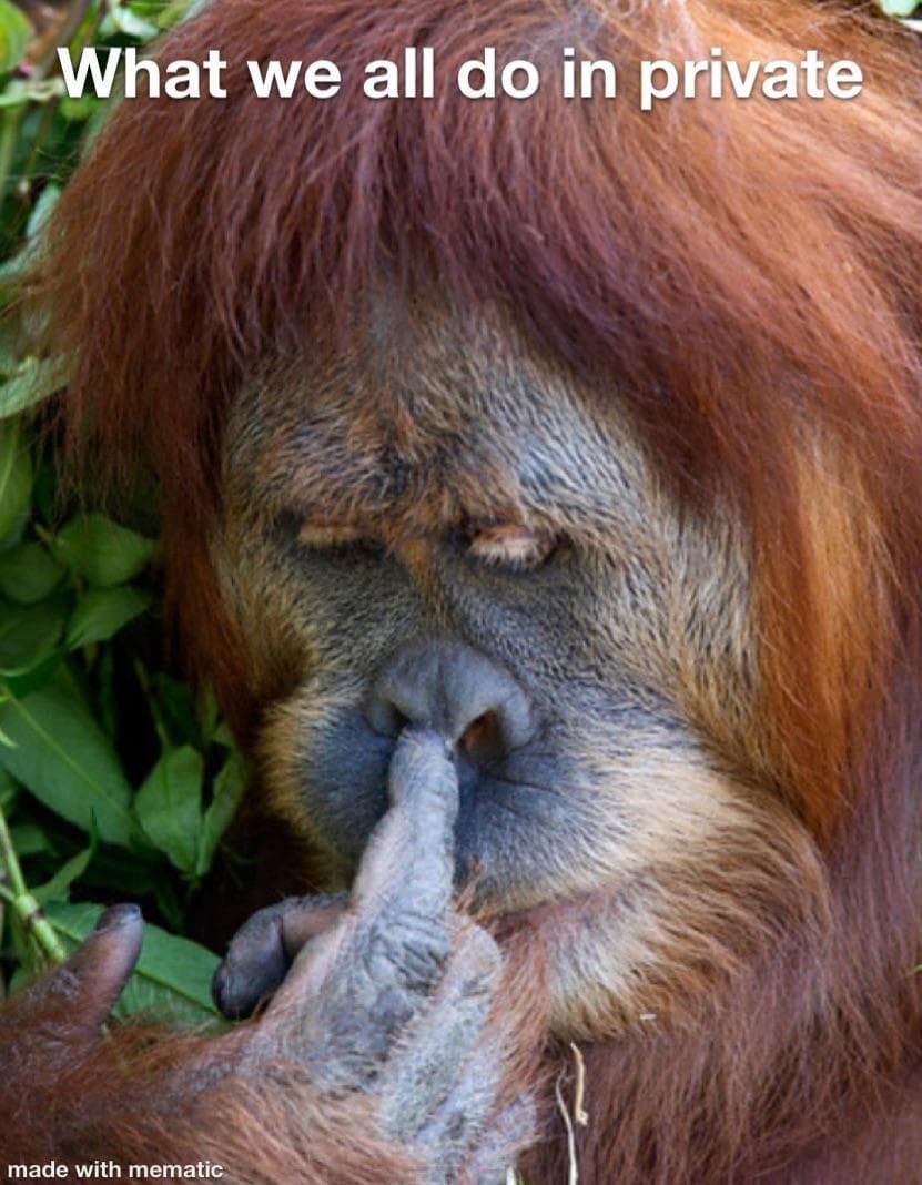 The 18 Funniest Orangutan Memes That Deserve An Ape-Plus