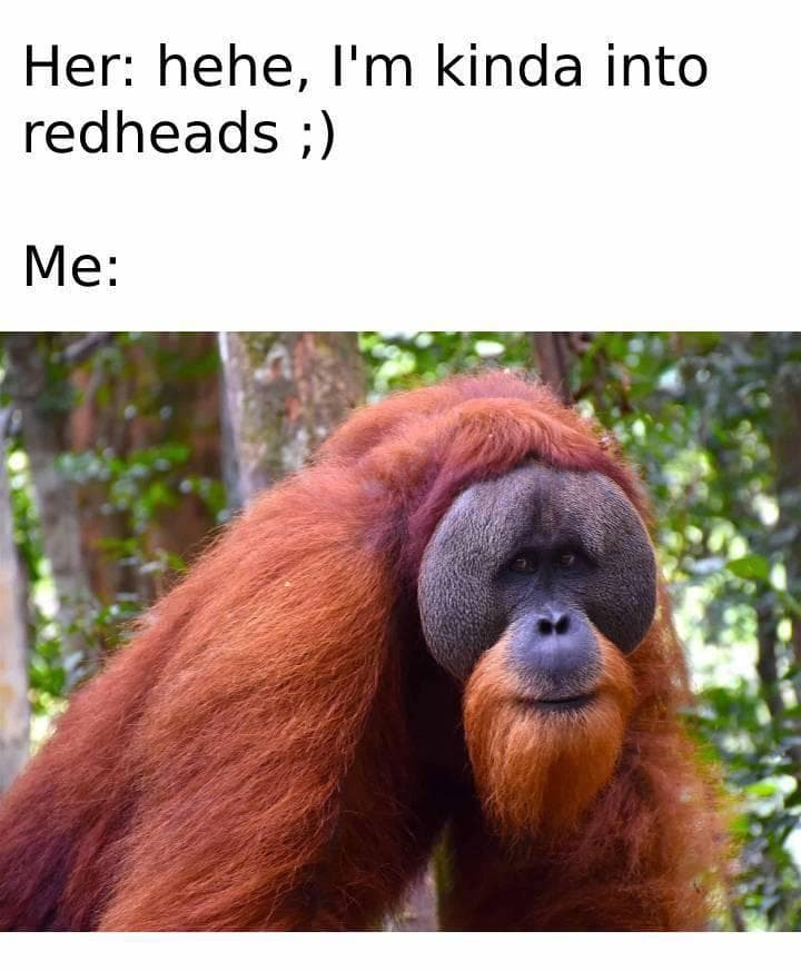 The 18 Funniest Orangutan Memes That Deserve An Ape-Plus