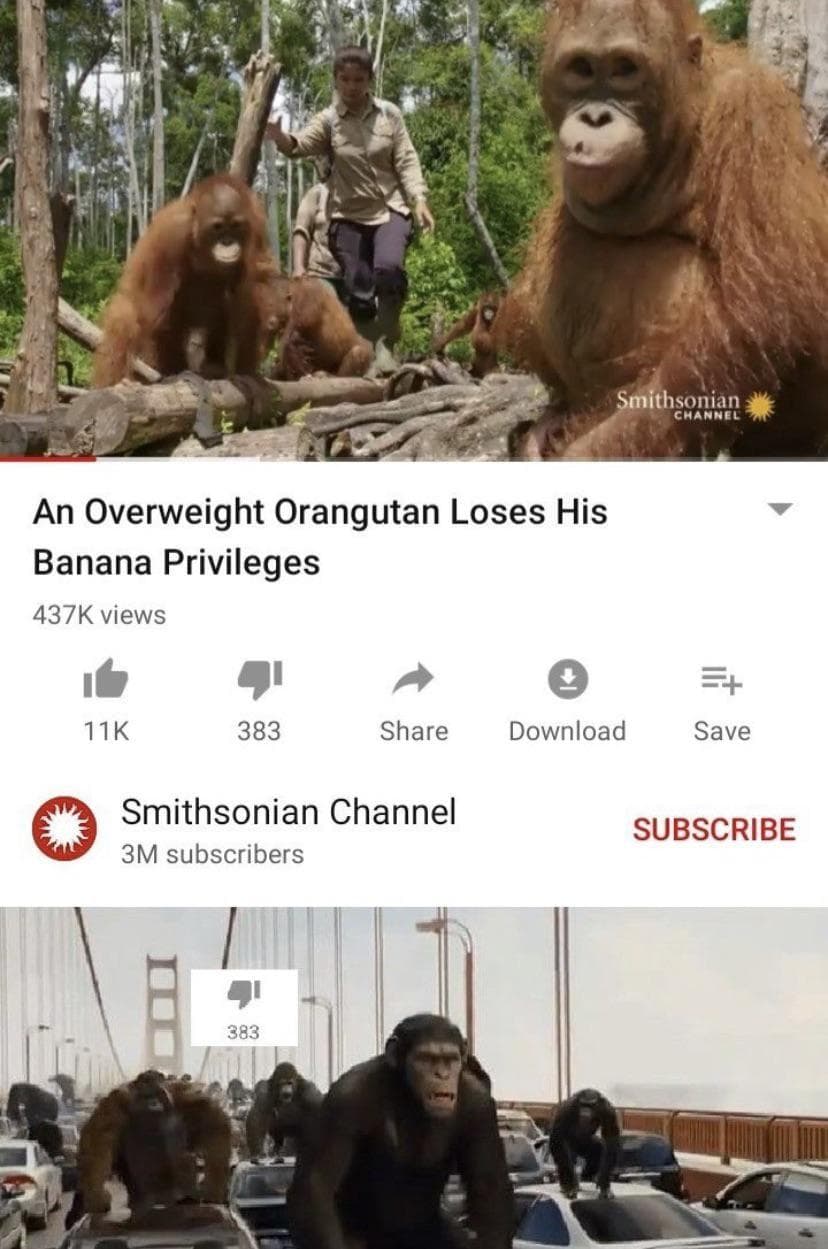 The 18 Funniest Orangutan Memes That Deserve An Ape-Plus