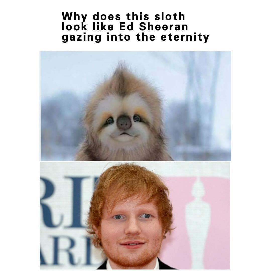 The 24 Funniest Ed Sheeran Memes, Ranked