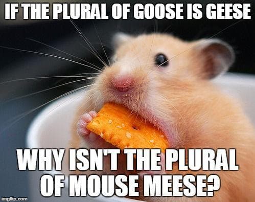 The 25 Funniest Mouse Memes, Ranked