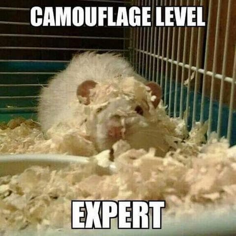 The 25 Funniest Mouse Memes, Ranked