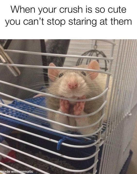 The 25 Funniest Mouse Memes, Ranked