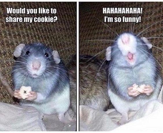 The 25 Funniest Mouse Memes, Ranked