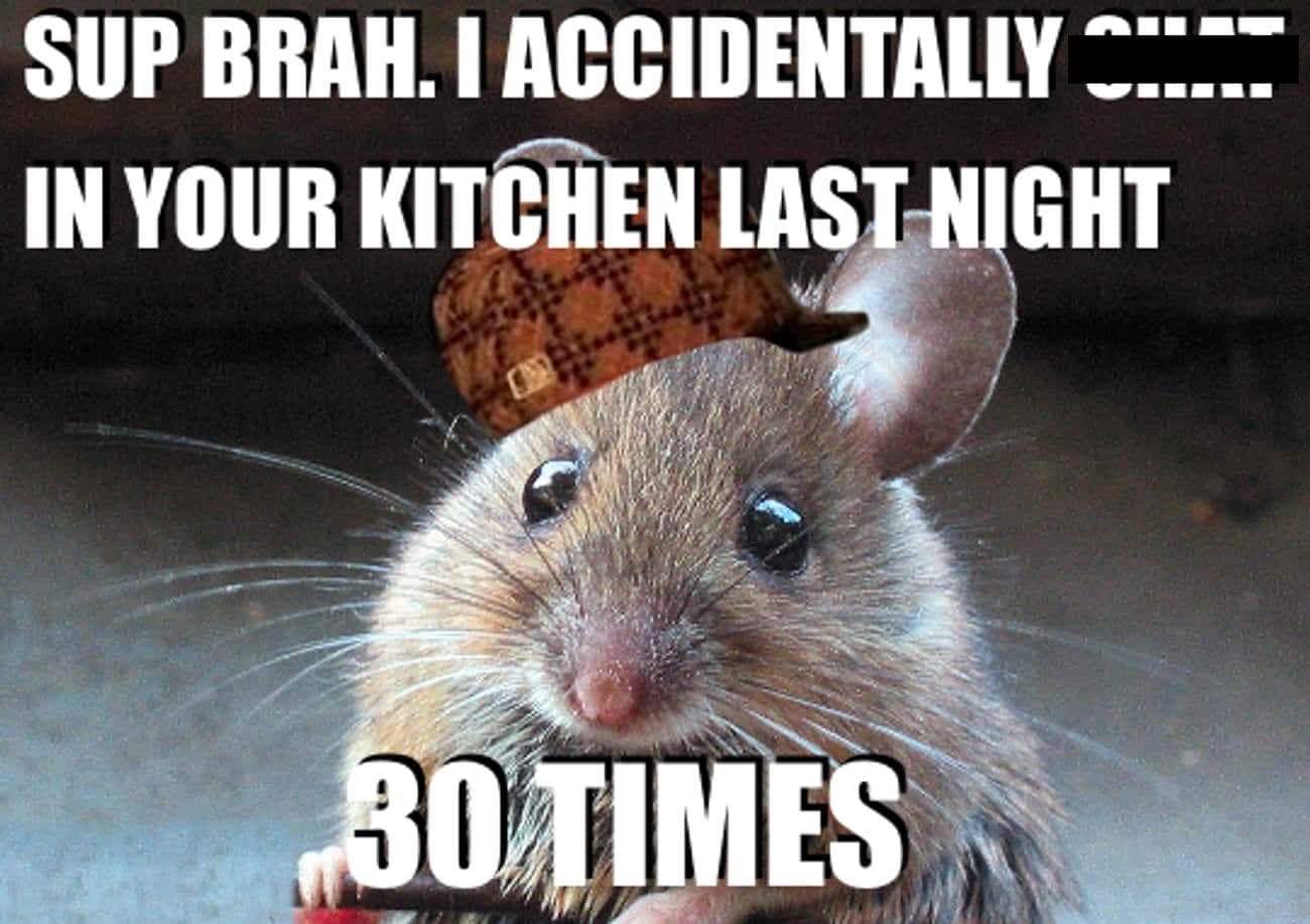 The 25 Funniest Mouse Memes, Ranked