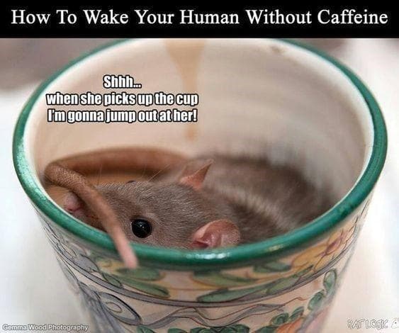 The 25 Funniest Mouse Memes, Ranked