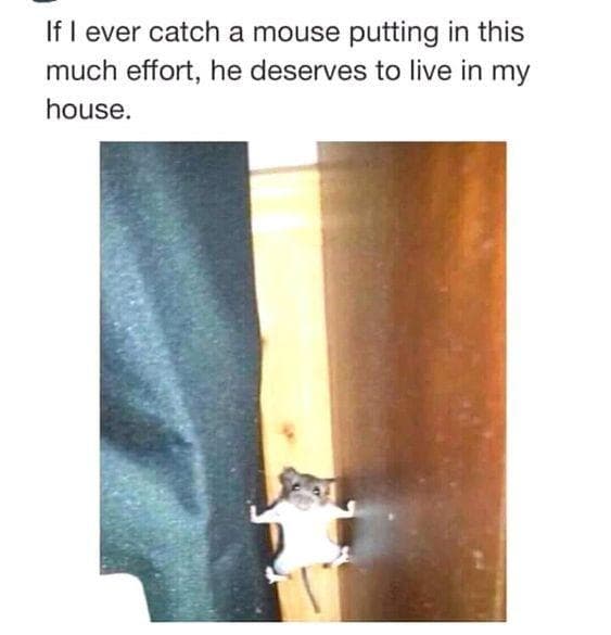 The 25 Funniest Mouse Memes, Ranked