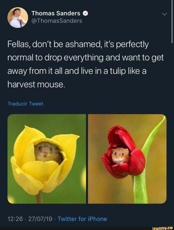 The 25 Funniest Mouse Memes, Ranked