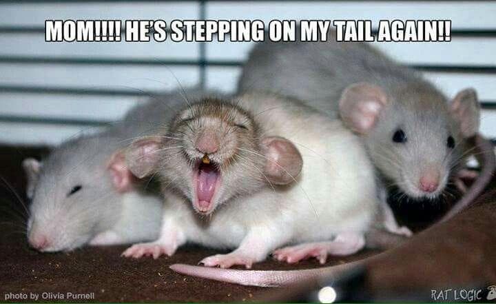 The 25 Funniest Mouse Memes, Ranked