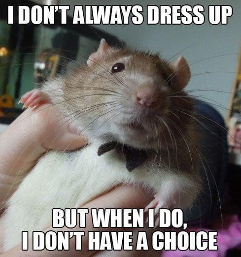 The 25 Funniest Mouse Memes, Ranked