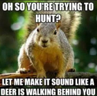 The 25 Funniest Squirrel Memes, Ranked