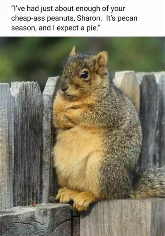 The 25 Funniest Squirrel Memes, Ranked