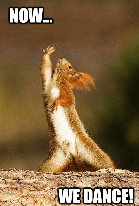 The 25 Funniest Squirrel Memes, Ranked