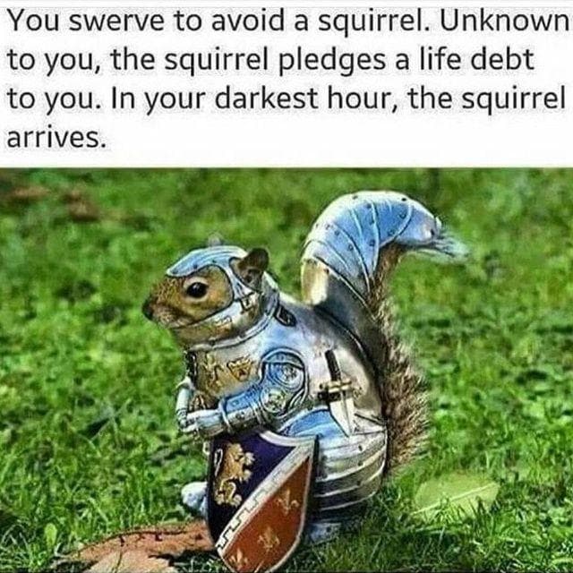 The 25 Funniest Squirrel Memes, Ranked