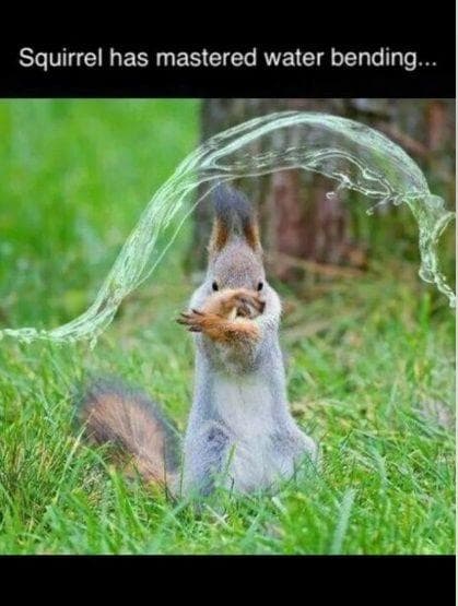 The 25 Funniest Squirrel Memes, Ranked