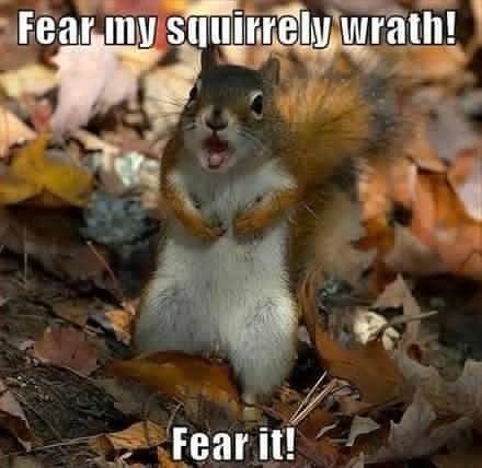 The 25 Funniest Squirrel Memes, Ranked