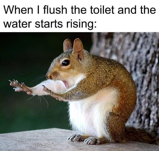 The 25 Funniest Squirrel Memes, Ranked