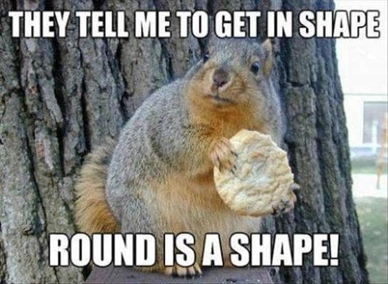 The 25 Funniest Squirrel Memes, Ranked