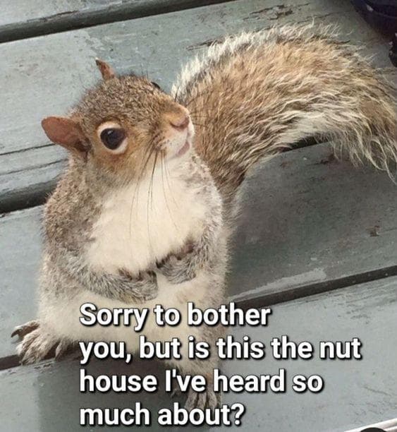 The 25 Funniest Squirrel Memes, Ranked