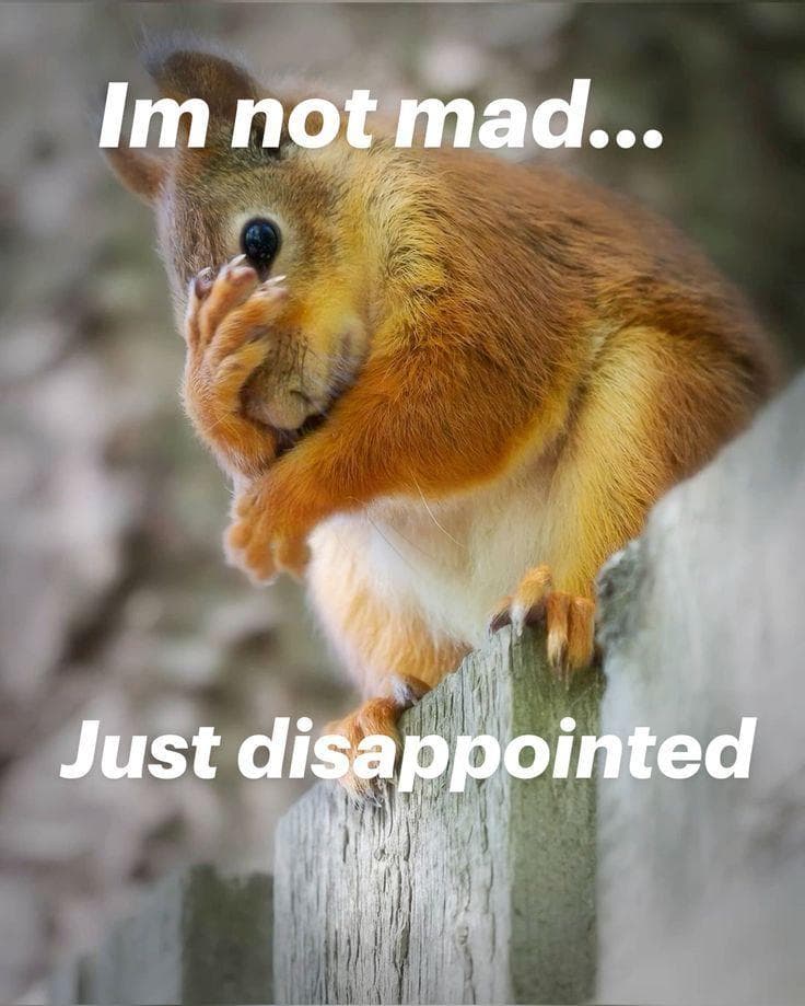 The 25 Funniest Squirrel Memes, Ranked