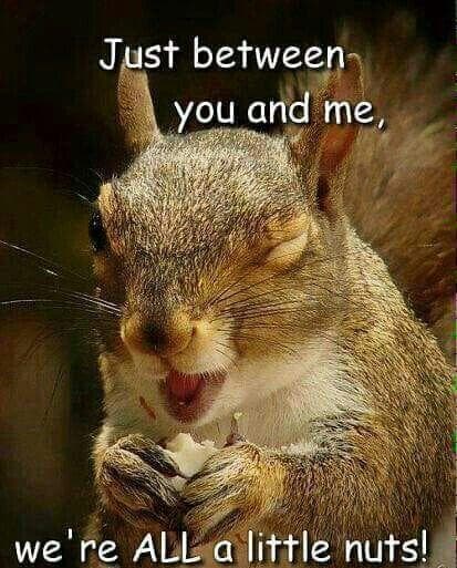 The 25 Funniest Squirrel Memes, Ranked