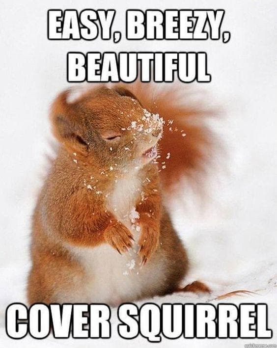 Cute Squirrel Memes