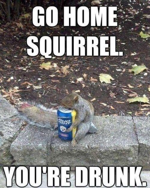 The 25 Funniest Squirrel Memes, Ranked