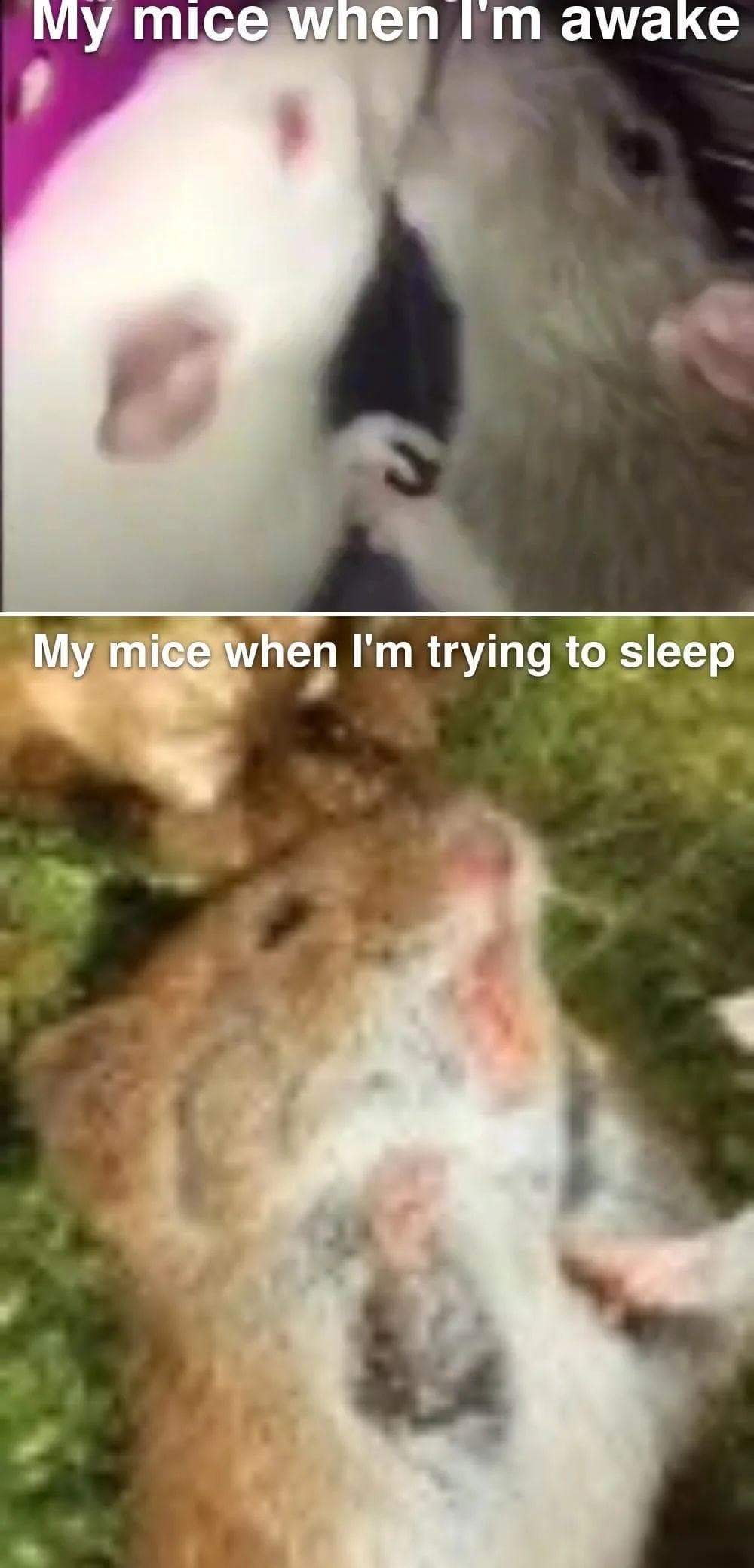 The 25 Funniest Mouse Memes, Ranked