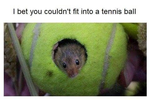 The 25 Funniest Mouse Memes, Ranked