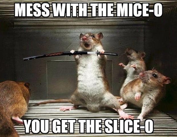 The 25 Funniest Mouse Memes, Ranked
